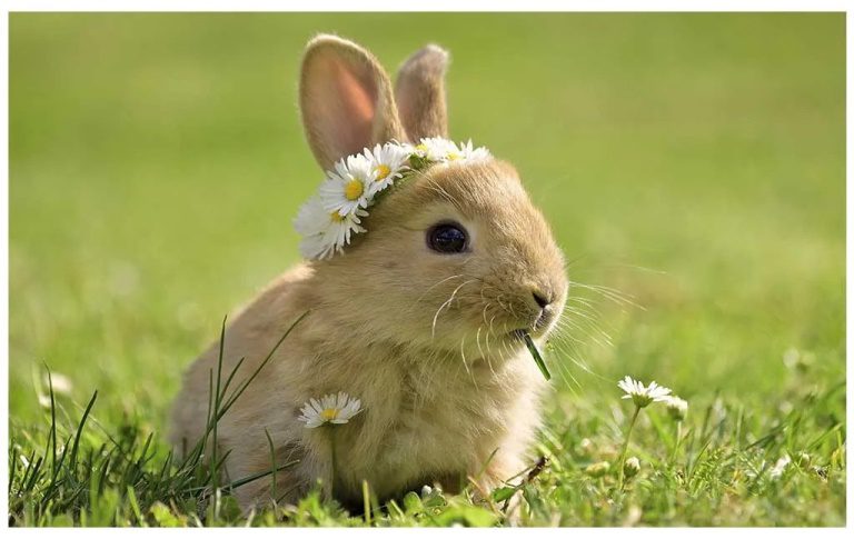 5 Animals That Live During Spring Time - Buddy Magazine
