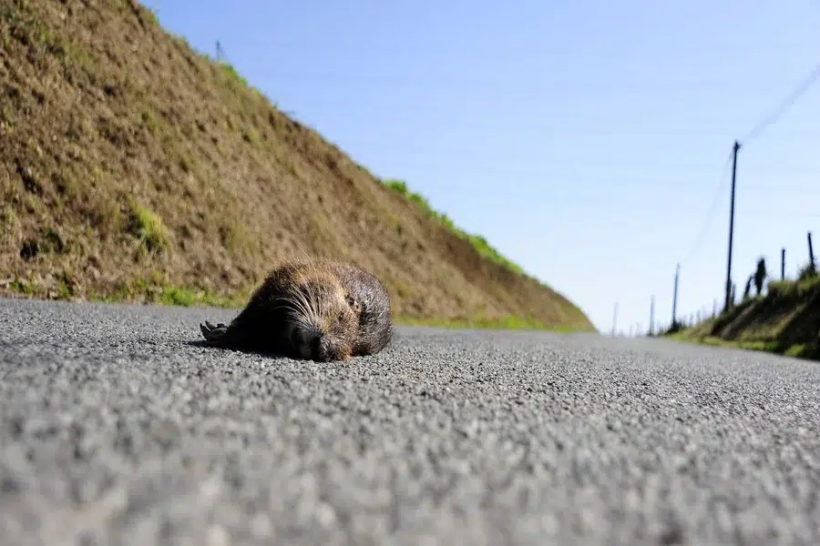 Wildlife Control for Road Safety: Effective Strategies to Prevent ...