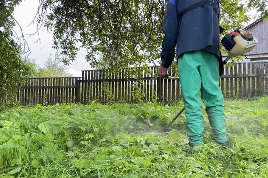 The Truth About Weeds: Why Cutting Isn’t Always Killing