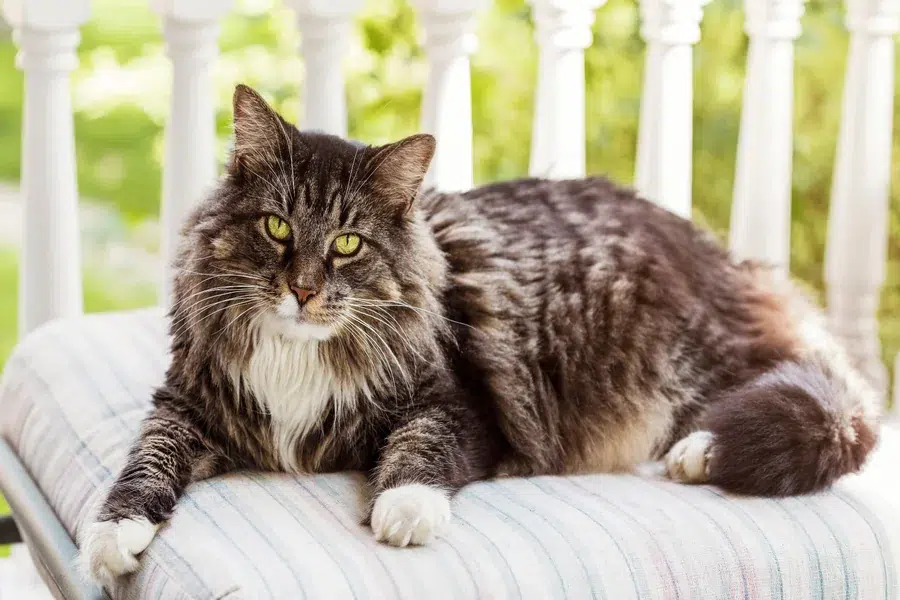 The Most Quiet Cat Breeds for Peaceful Home Environments