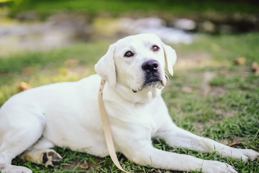 Surprising Benefits of Bringing Home a White Labrador Puppy